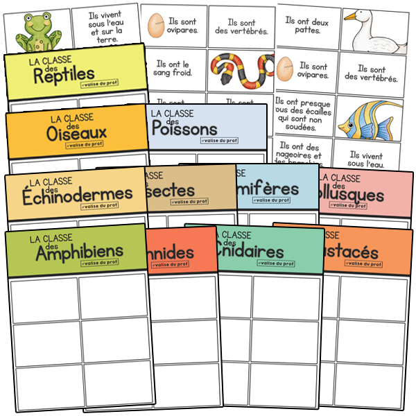 Activité sur la classification des animaux – Valiseduprof